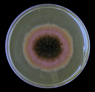Fun With Microbiology (What's Buggin' You?): Phoma glomerata