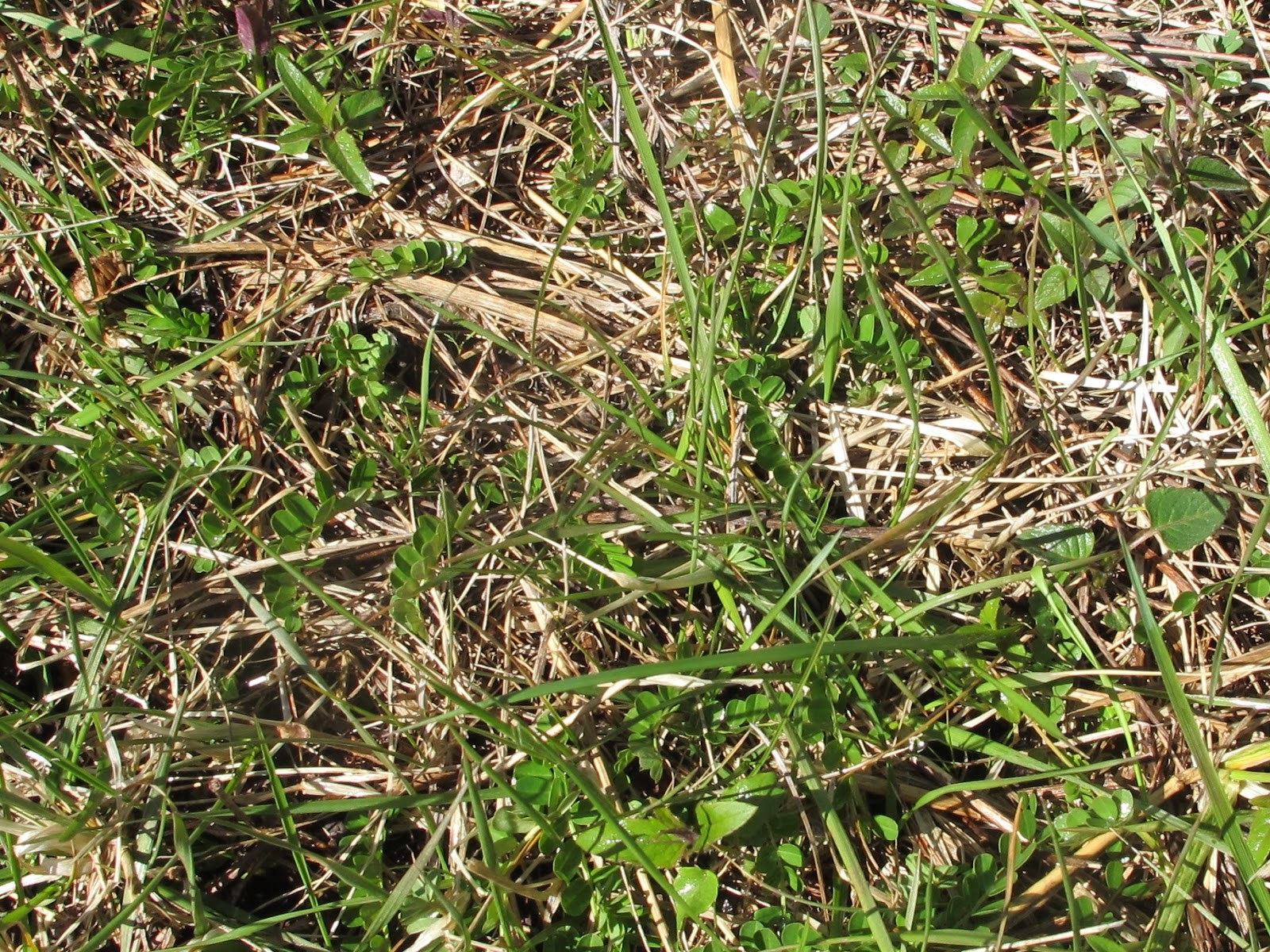 Blue Jay Barrens: Invasive Control - Crown Vetch