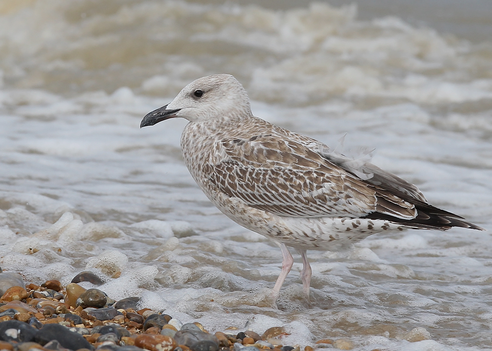 Richard Smith - Birdwatching Days Out: CASPIAN GULL, juvenile and Gulls ...