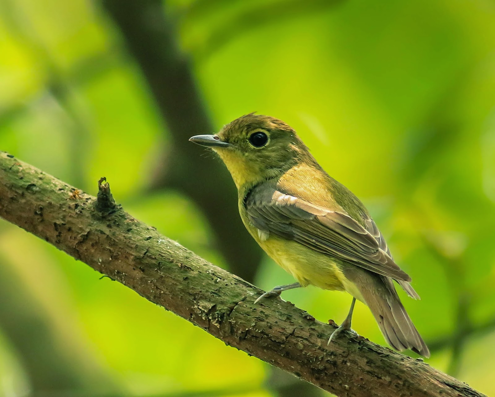 Vietnam Bird News: Green-backed Flycatcher - 21th April