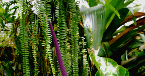 Variety of Life: Araceae