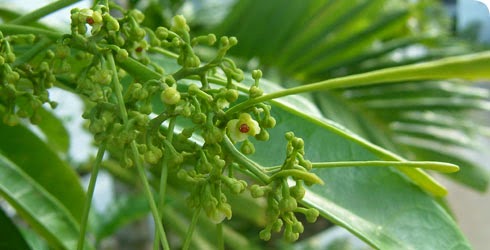 Flora de Puerto Rico Ilustrada Papo Vives: EUPHORBIACEAE OMPHALEA ...