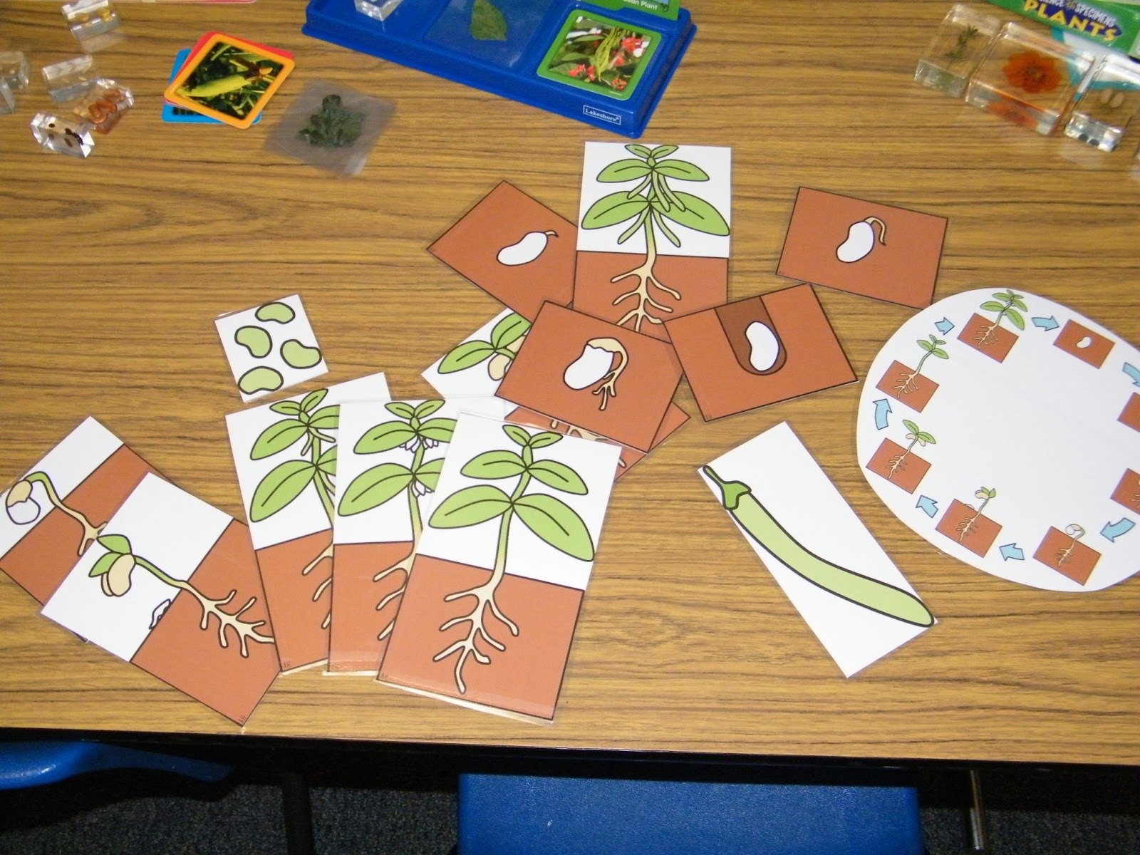 Adventures With Firsties: Plants Unit in Action!