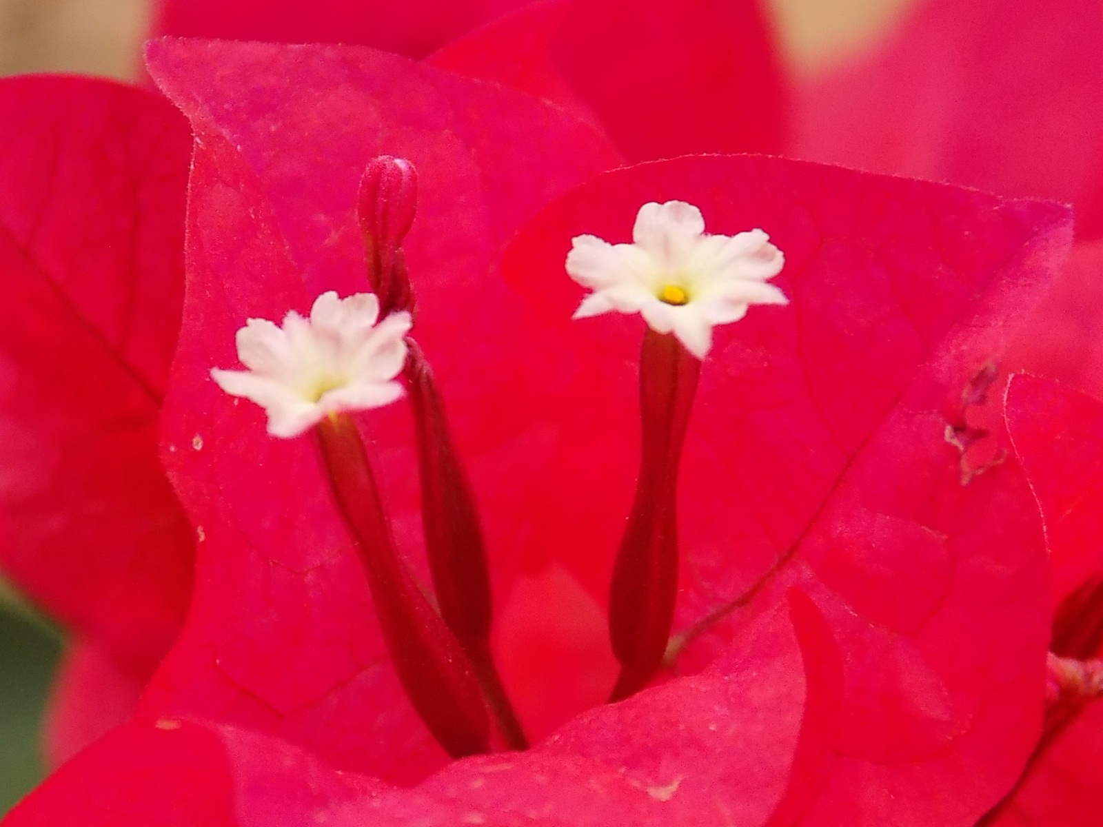 patiamarilla: Más pistilos entre pétalos de color rosa chicle chillón