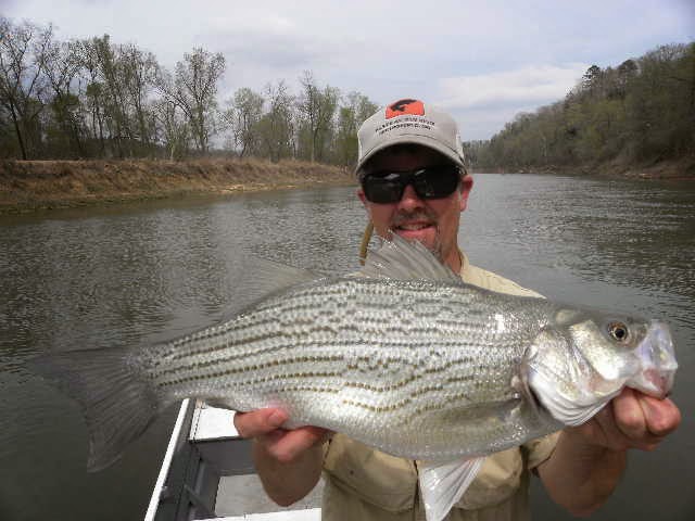 Plateau Journal: Consarnit! Them Fish are Bitin'!