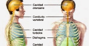 Ciencias biológicas: Cavidades corporales