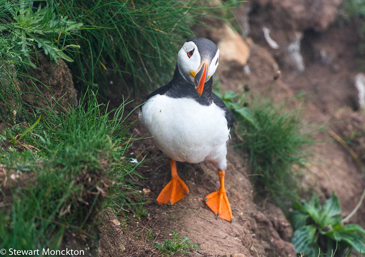 Paying Ready Attention - Photo Gallery: Wild Bird Wednesday 263 - Puffin