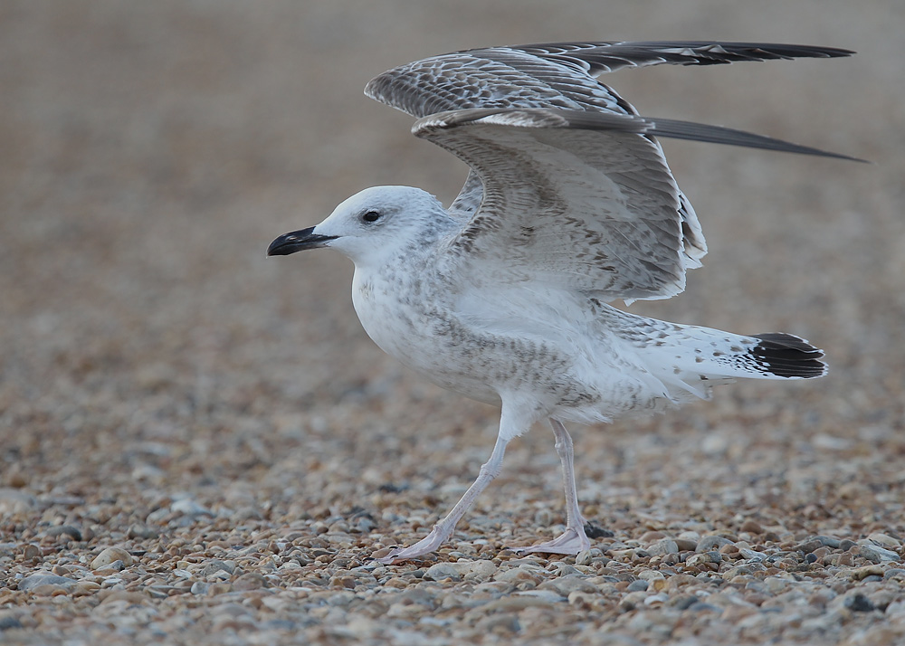 Richard Smith - Birdwatching Days Out: CASPIAN GULL, 1st winter ...