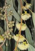 Herbs-Treat and Taste: WHAT IS SAFEDA TREE? EUCALYPTUS TREE - MEDICINAL ...