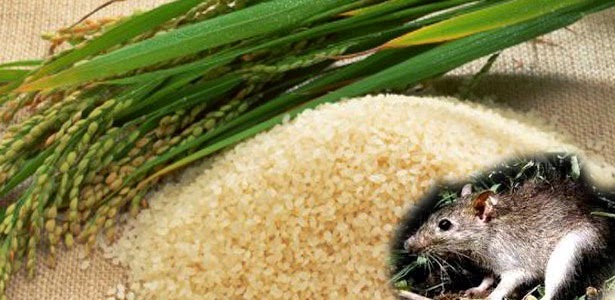 Mengatasi Hama Tikus Dengan Pestisida Nabati ~ Agro Budidaya