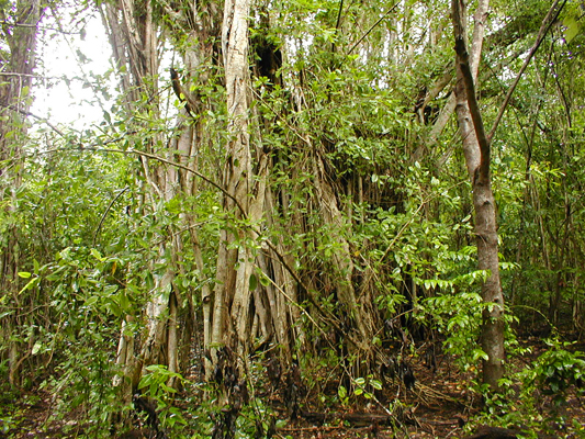 Days on the Claise: Strangler Fig