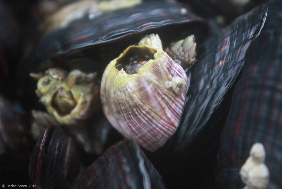The Natural History of Bodega Head: Unexpected plate appearance