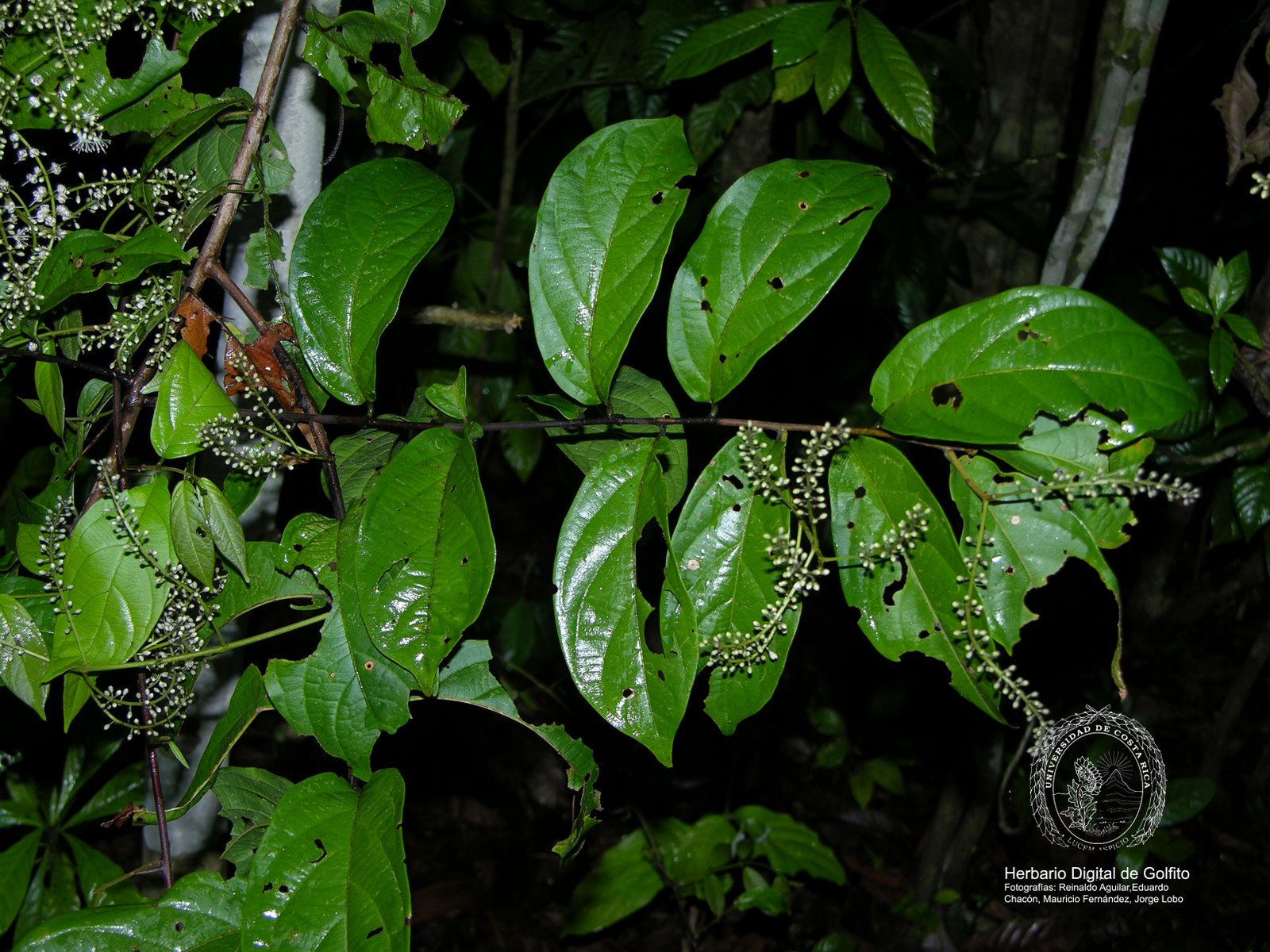 Mofumbo - Combretum leprosum