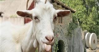 Il capraio e le capre selvatiche - Esopo