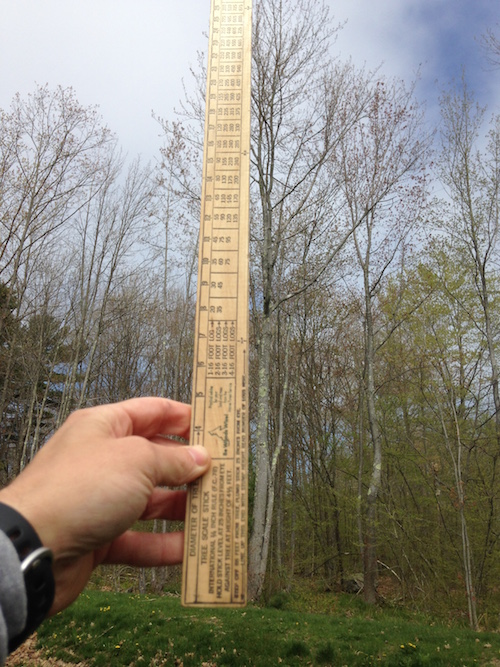 Today: In the Woods Behind T.A. : Using the Biltmore Stick