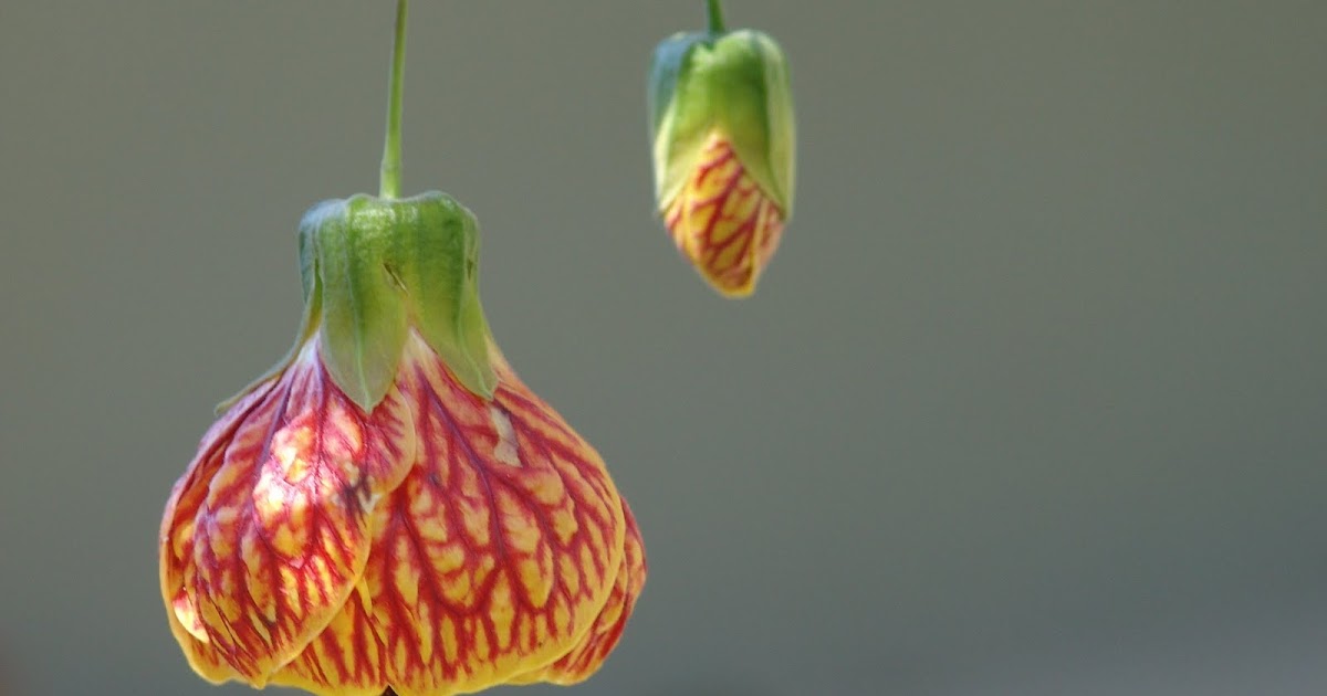 Shutter: Flor e botão