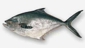 Palometa o atlantic pomfret ~ EL SAUCE seafood