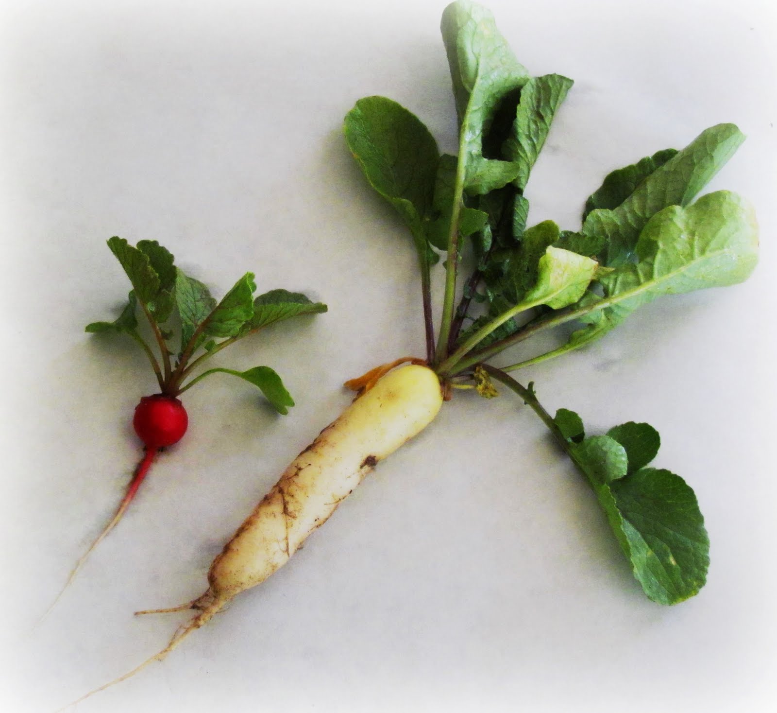 My Messy, Thrilling Life: Radish Raising