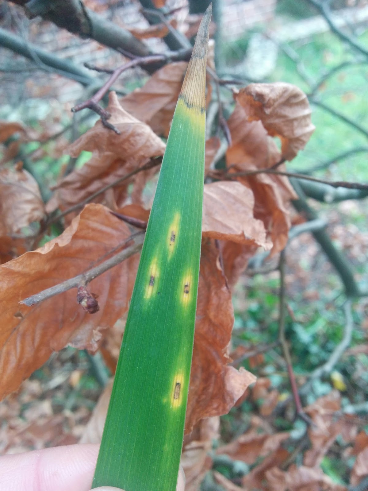 Wild Life: Iris Rust