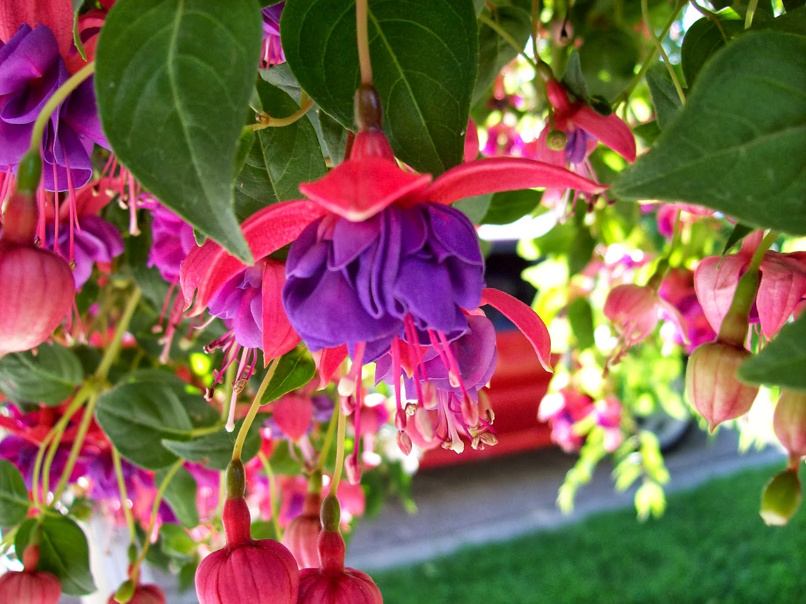 Colour Me Fuchsia: Fuchsia