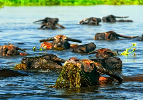 akhmadhusaini18: Hewan Khas Kalimantan Selatan