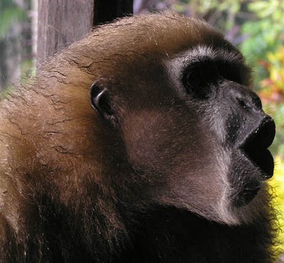 Gibbon | Wildlife | The Wildlife