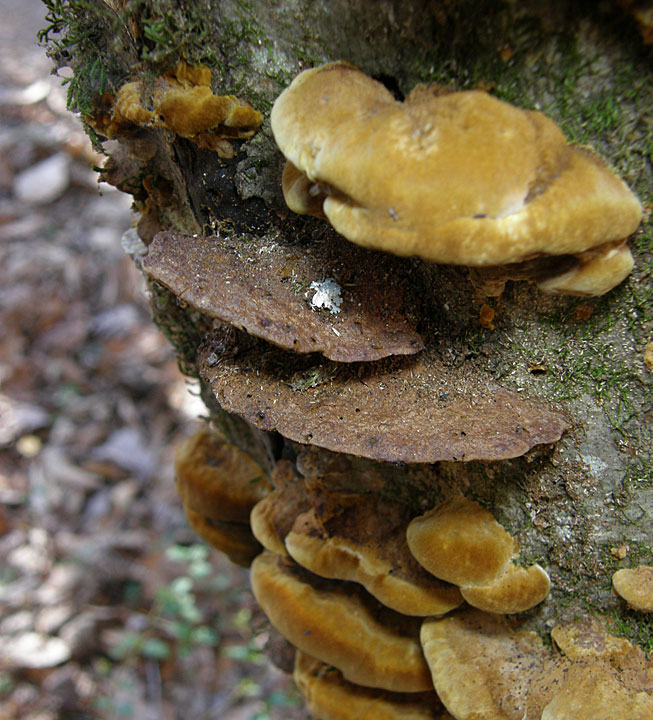 Anybody Seen My Focus?: Fuscoporia gilva (Mustard Yellow Polypore)
