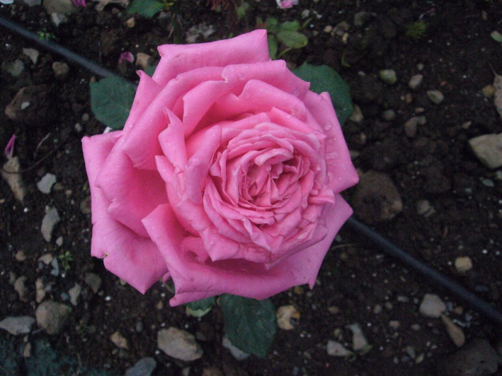 Madeira Rose Garden-English