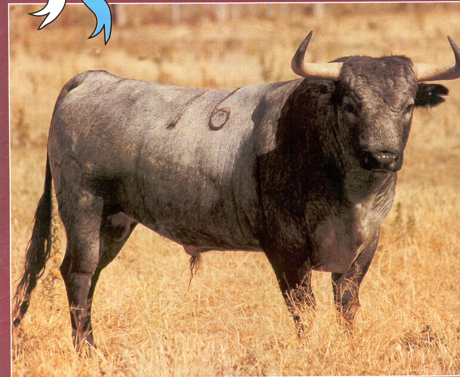 LOS TOROS CON AGUSTÍN HERVÁS.: LA CULTURA DEL TORO