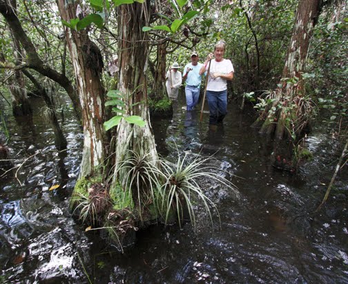 Photo Journal: MONDAY - Labor Day Weekend Muck-About (Swamp Walks)