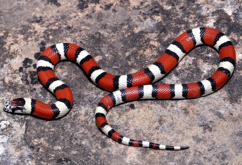 Milk Snake - True Wildlife Creatures