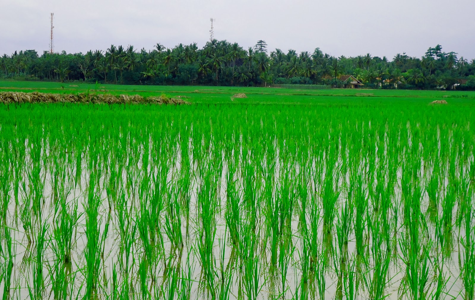 Galeri Grafer: Foto-foto di Persawahan yang Mengagumkan