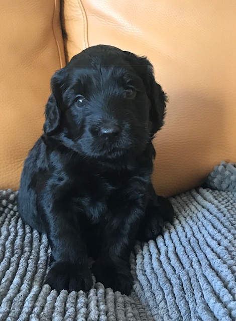 Golden Gate Labradoodles: Authentic Australian Labradoodles