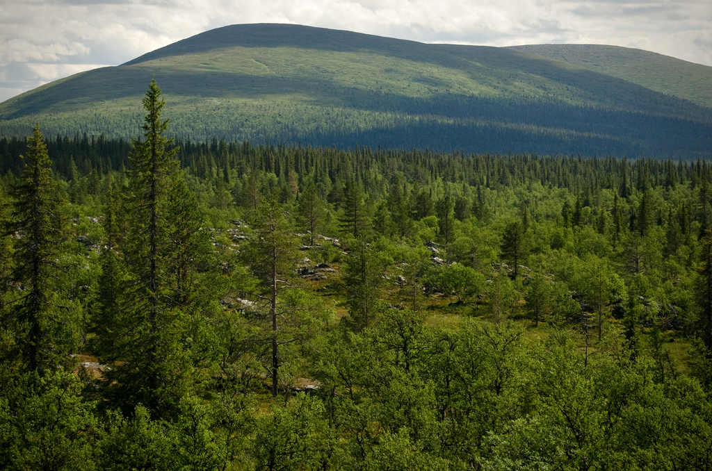 Floresta de Coníferas | Coniferous Forests