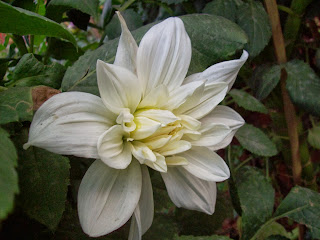 Indian flowers and herbs: Dazzling Dahlia