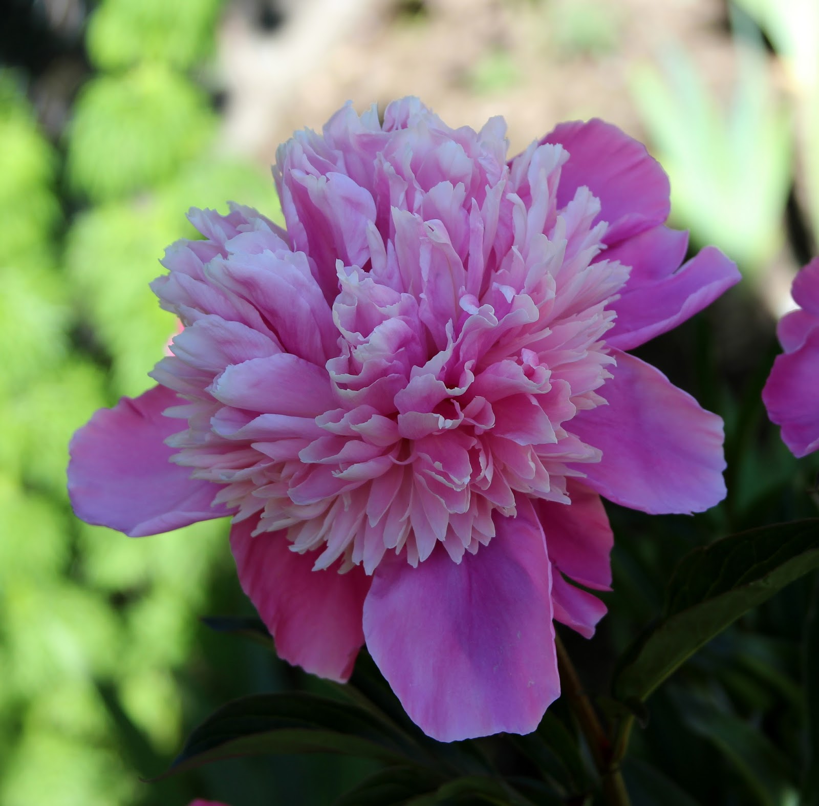 EARLY PEONIES FOR SPRING ARRANGEMENTS - Extra long-lasting in the vase ...