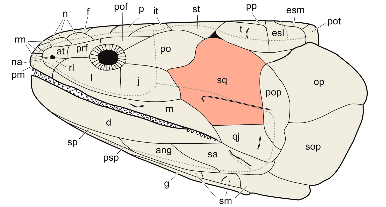 Ciencias de Joseleg: El cráneo de los vertebrados con mandíbula ...
