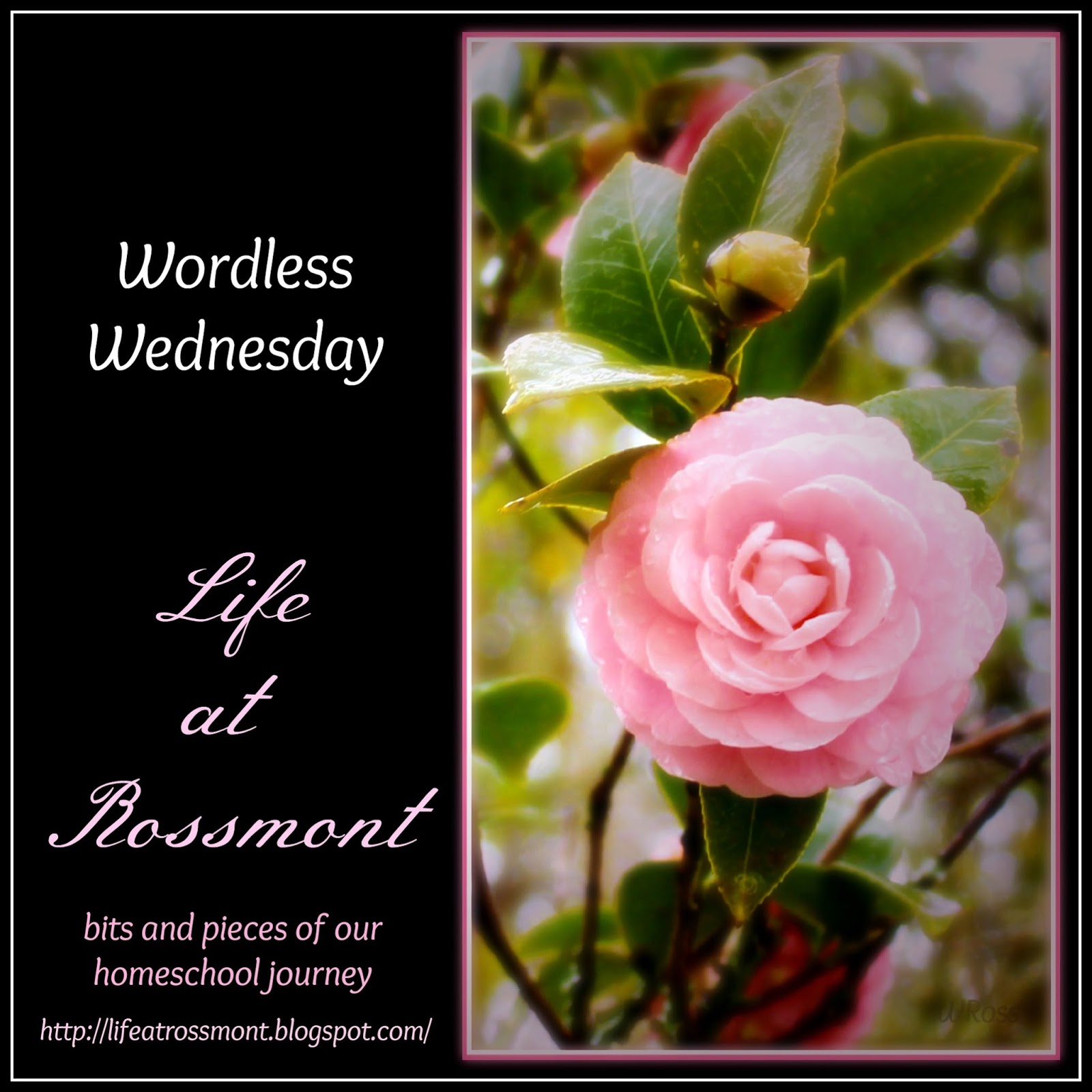 Life at Rossmont: Wordless Wednesday, September 27 {with link up}
