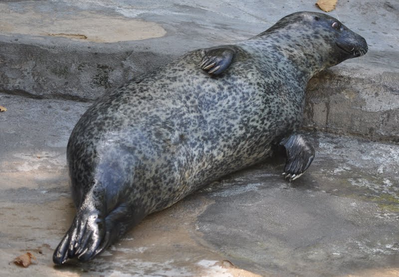 ZOOTOGRAFIANDO (6.100 ANIMALS): FOCA COMÚN O MOTEADA / HARBOUR SEAL ...