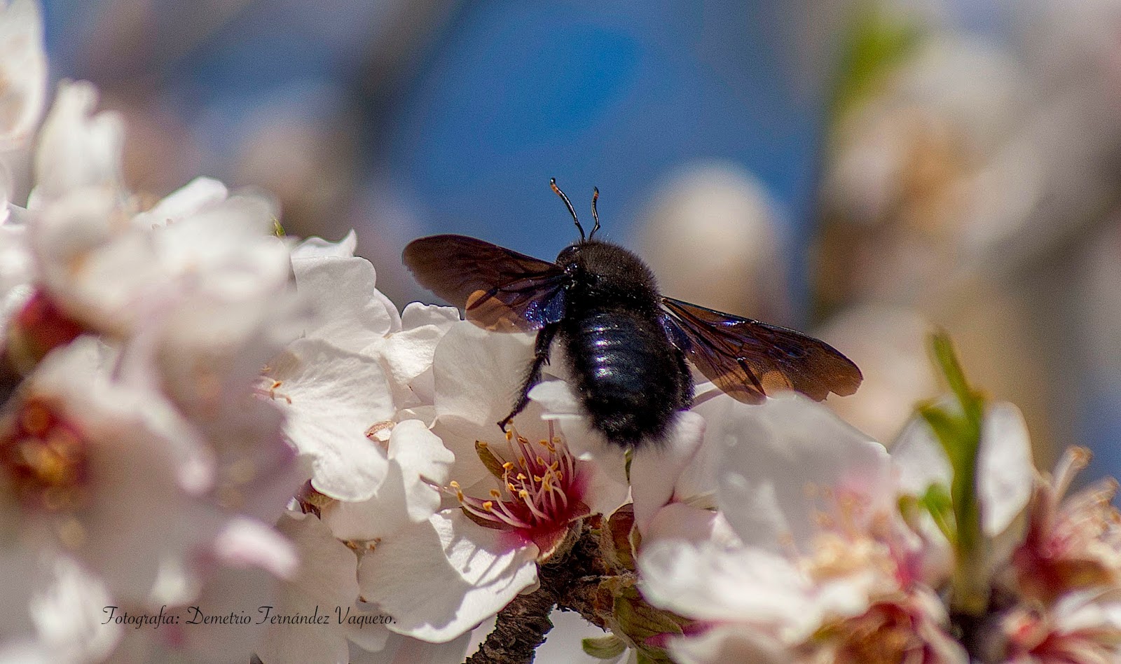 Abeja carpintera o abejorro de la madera en almendro en flor - 2 ...