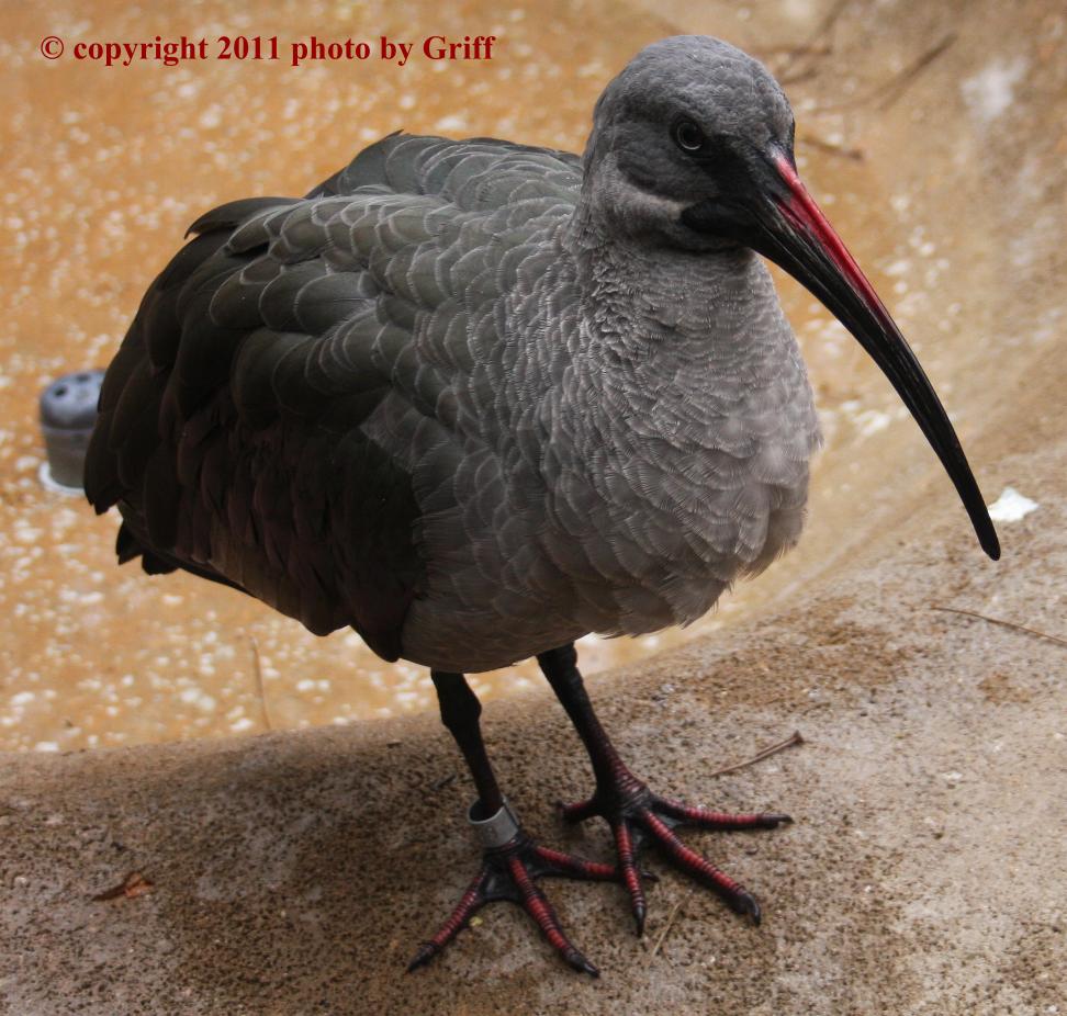Griff's Bird Photos: Ibis (Hadeda)