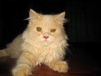 My Law School Chronicles: DEAN RIANO EVIDENCE FINALS REVIEWER and LAST ...