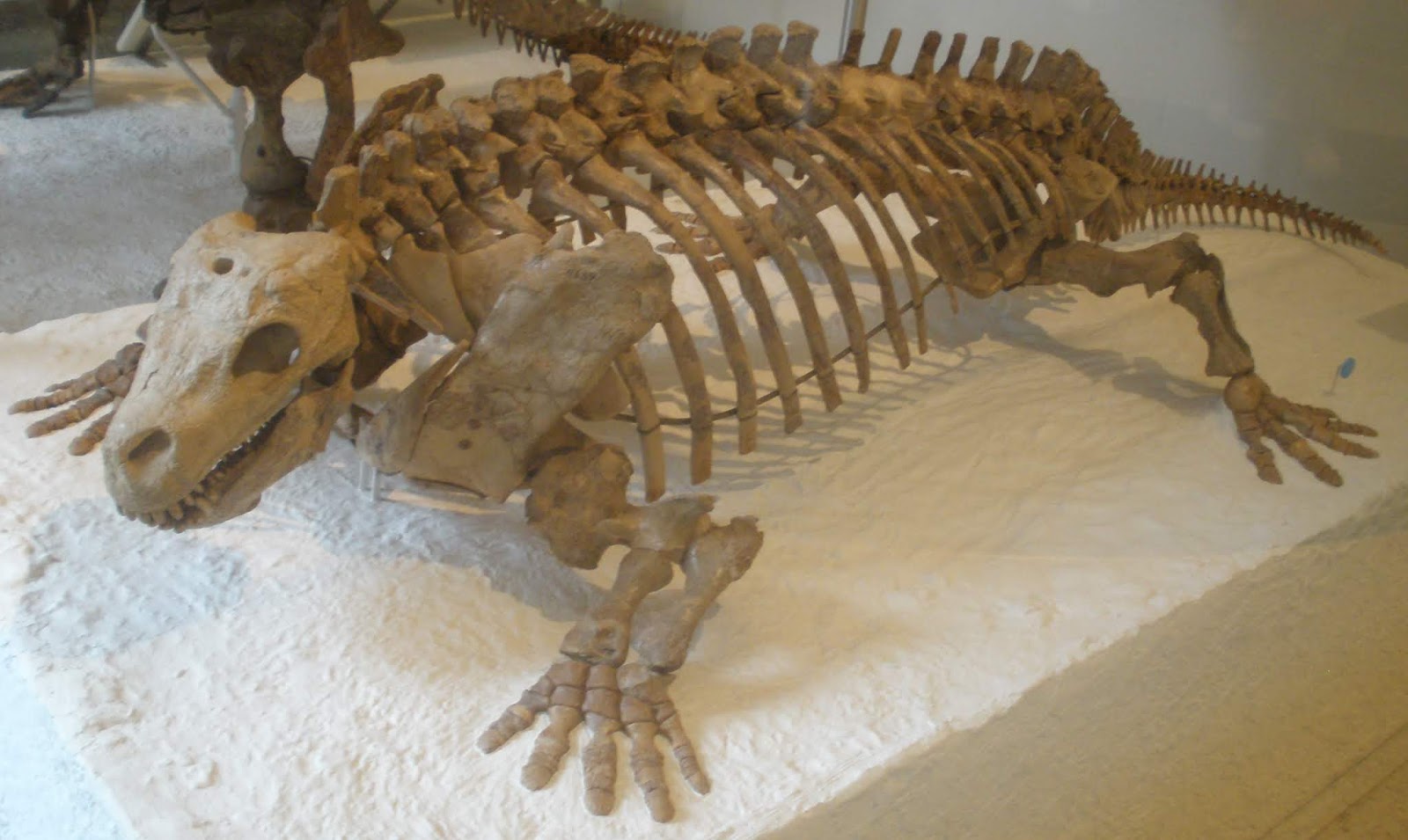 Variety of Life: Reptiliomorpha