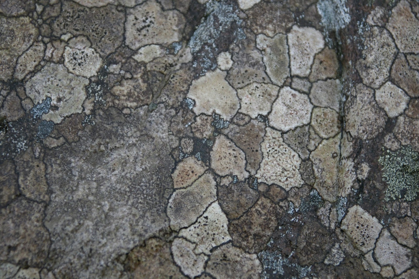 Islay Natural History Trust: Corra-ghoirtein and Coille Mhòr