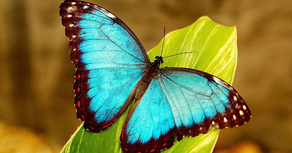 Despierta : La hermosa leyenda de la mariposa azul que te dará una gran ...