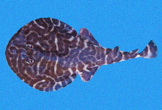 Artes de Pesca: VAMOS A PESCAR TORPEDINIFORMES (Rayas Electricas)