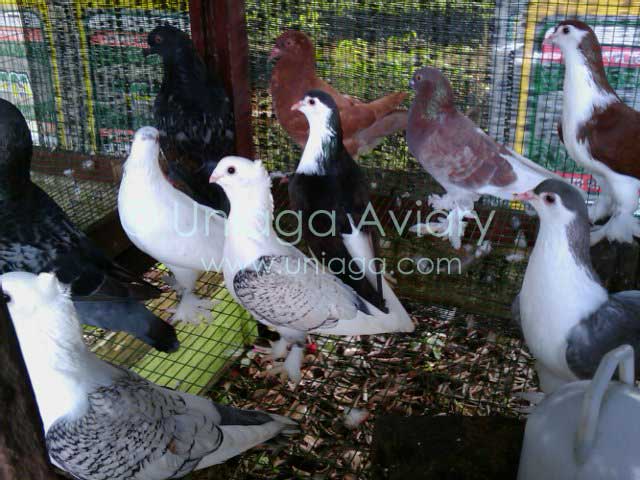 Tips Membeli Burung Merpati - Uniaga Aviary™
