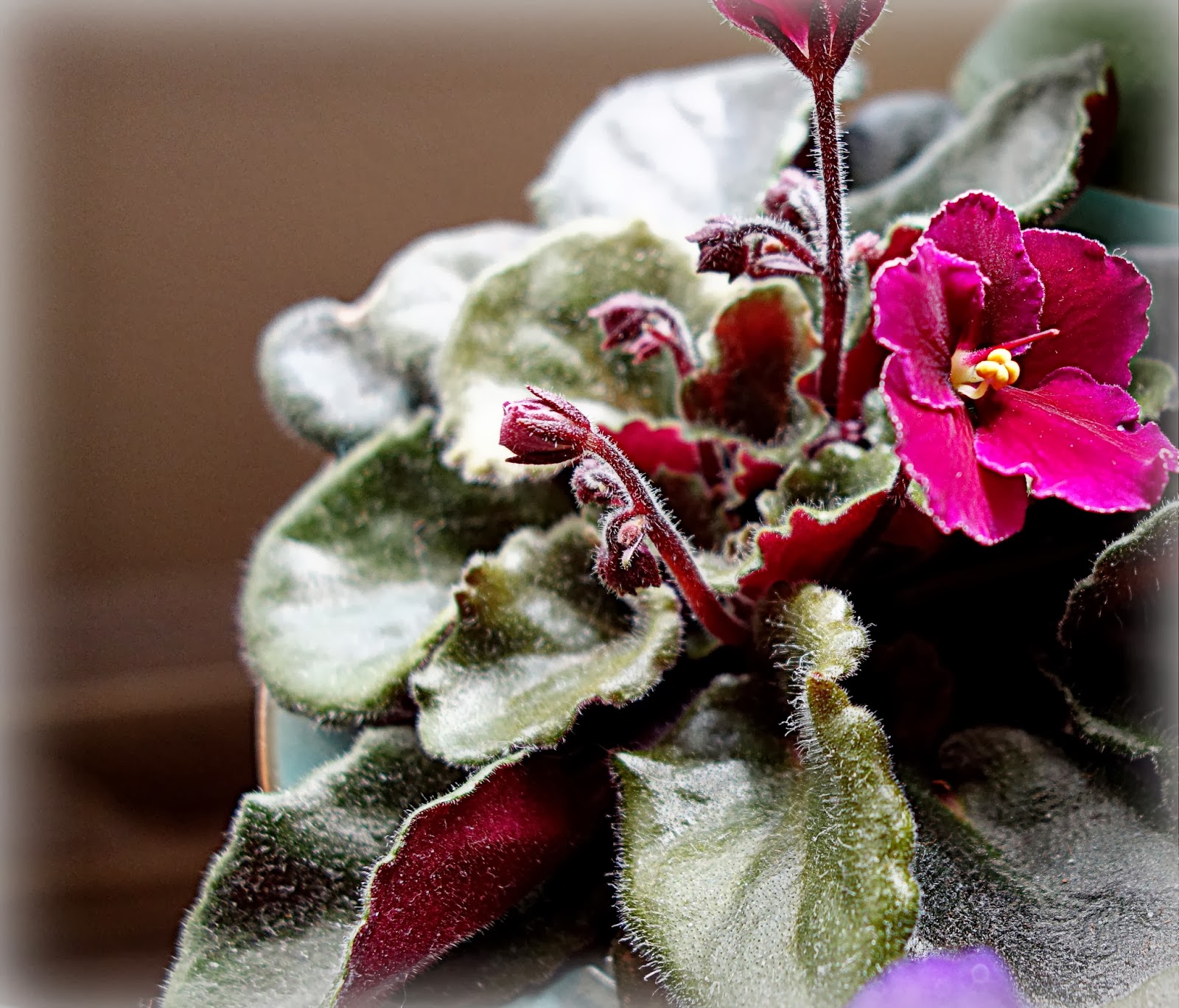 woman with wings: moon of mine