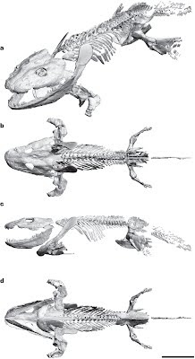 PALAEOBLOG: Ichthyostega Walks The Walk