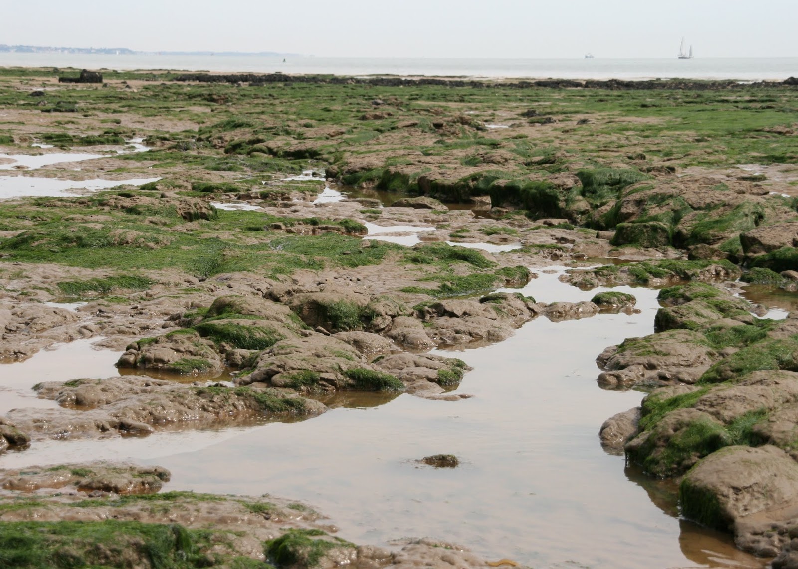 DiscoverThat - Journal: The Naze